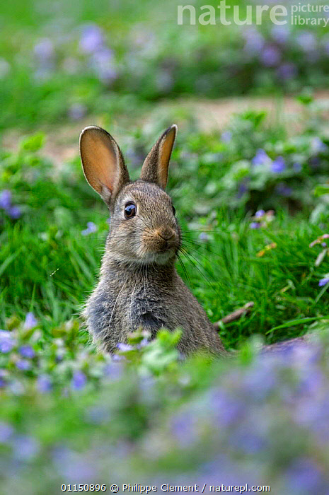 Stock photo of Young European rabbits (Oryctolagus cuniculus) head ...