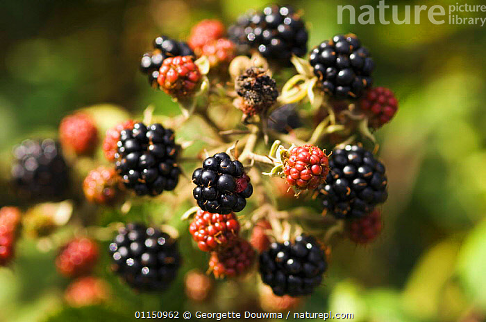 Stock photo of Mature Blackberries on Bramble bush {Rubus plicatus ...