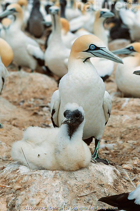 Stock photo of Cape gannet {Morus capensis} parent with chick on nest ...