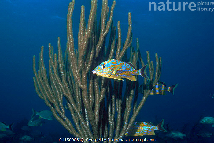 Stock photo of Caesar grunt {Haemulon carbonarium} with Gorgonian ...