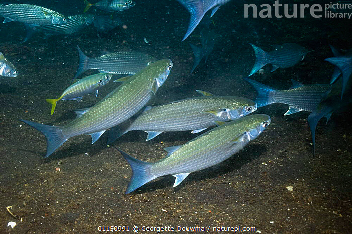 Stock photo of Bluespot mullet {Valamugli seheli} Lembeh Strait, North ...