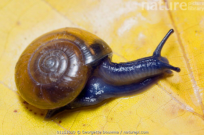 Stock photo of Cellar snail {Oxychilus cellarius} UK.. Available for ...