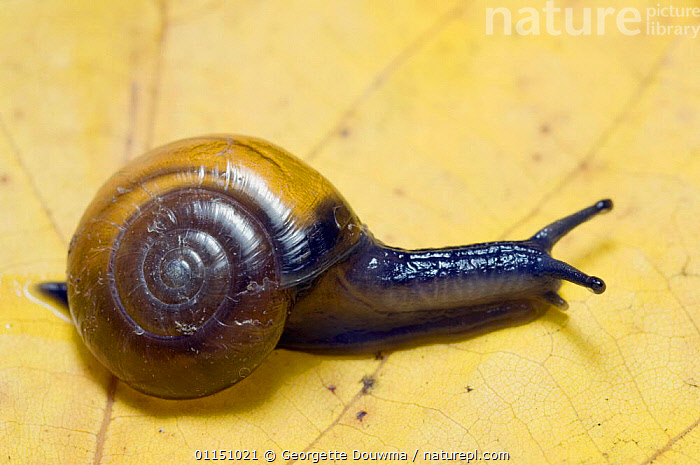 Stock photo of Cellar snail {Oxychilus cellarius} UK.. Available for ...
