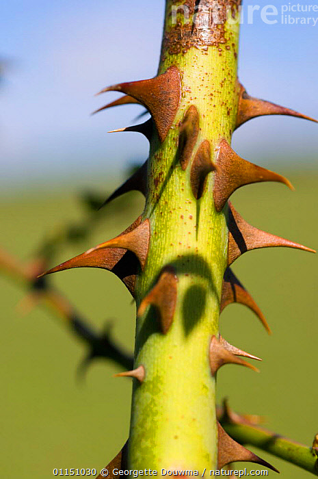 Stock photo of Thorns on stem of Dog rose {Rosa canina} UK.. Available ...