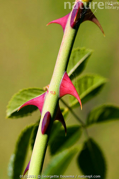 Stock photo of Close-up of thorns on stem of Dog rose {Rosa canina} UK ...