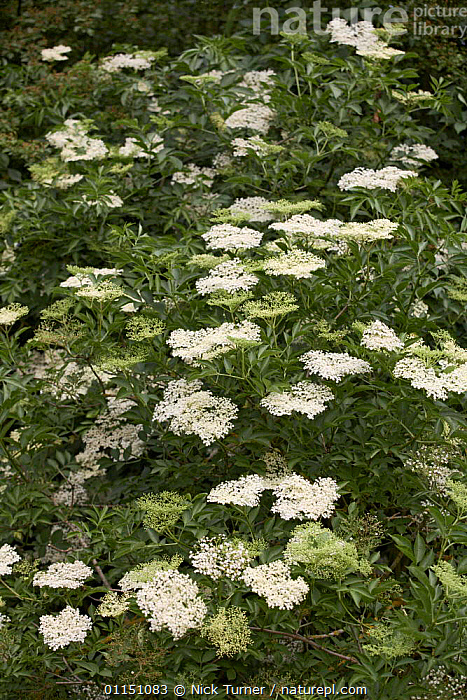 Stock photo of Common elder tree {Sambucus nigra} in flower ...