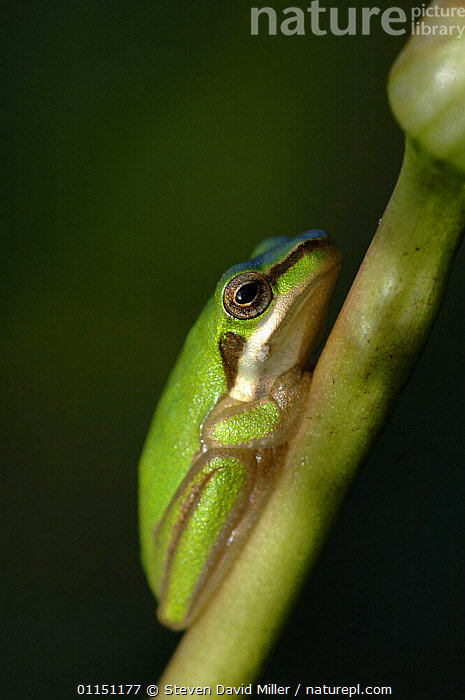 Tree Frog Mouth