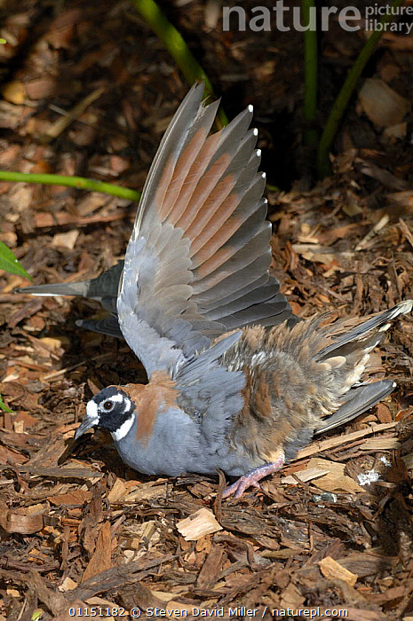 Stock photo of Male Flock Bronzewing {Phaps histrionica} on ground with ...