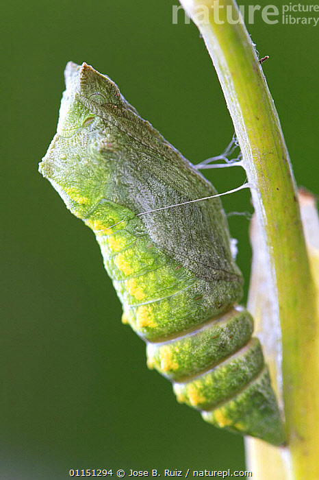 Stock photo of Swallowtail butterfly {Papilio machaon} larva ...