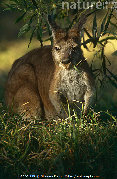 Stock photo of Euro / Common Wallaroo {Macropus robustus woodwardi ...