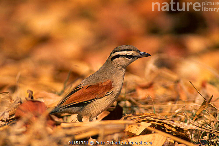 Stock photo of Three-Streaked Tchagra / Brown headed bush strike ...