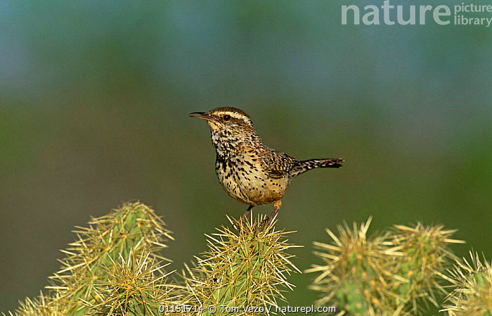 Stock photo of Cactus Wren {Campylorhychus brunneicapillus} perching on ...