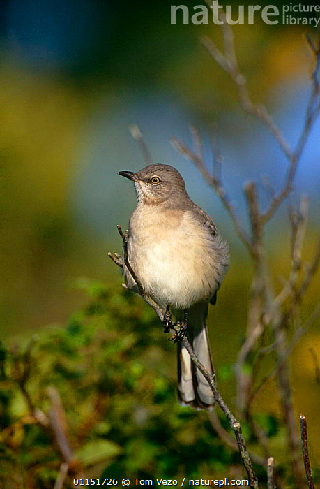 Stock photo of Mocking Bird {Mimus polyglottos} Long Island, NY, USA ...