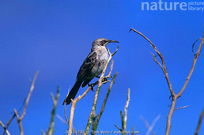 Stock photo of Hood island mockingbird {Nesomimus trifasciatus ...