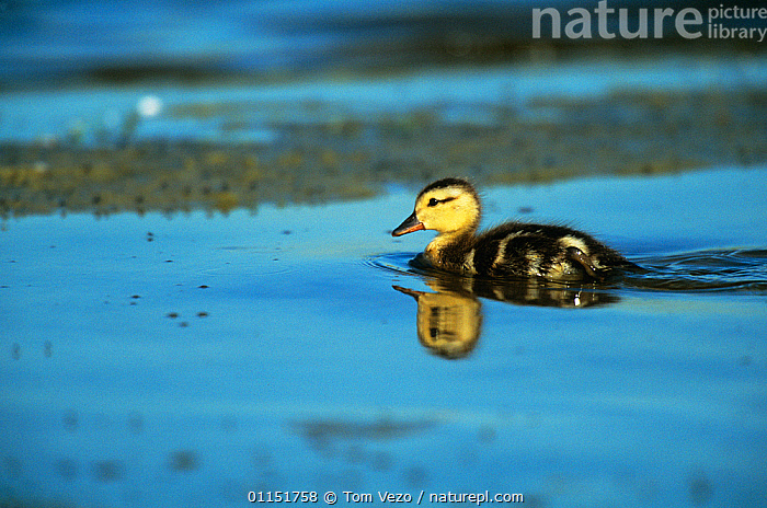 Stock photo of North american black duck {Anas rubripes} duckling on ...