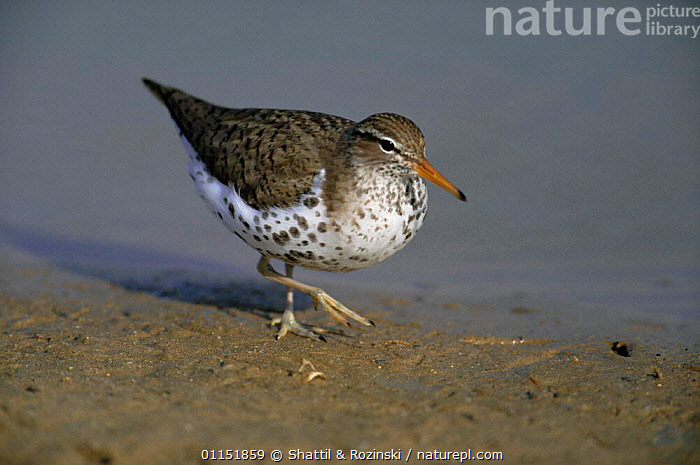 Stock photo of Spotted sandpiper {Actitis macularia} Colorado, USA ...