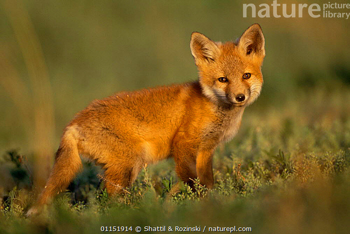 Stock photo of American Red fox cub {Vulpes vulpes} Colorado, USA ...