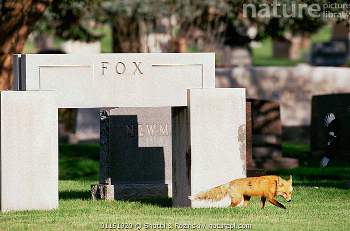 Stock photo of American Red fox {Vulpes vulpes} in cemetery passing ...
