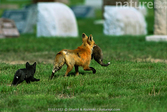 Stock photo of American Red fox {Vulpes vulpes} female carrying dead ...