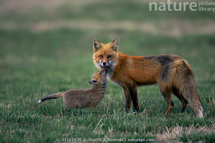 Stock photo of American Red fox {Vulpes vulpes} father and cub greeting ...
