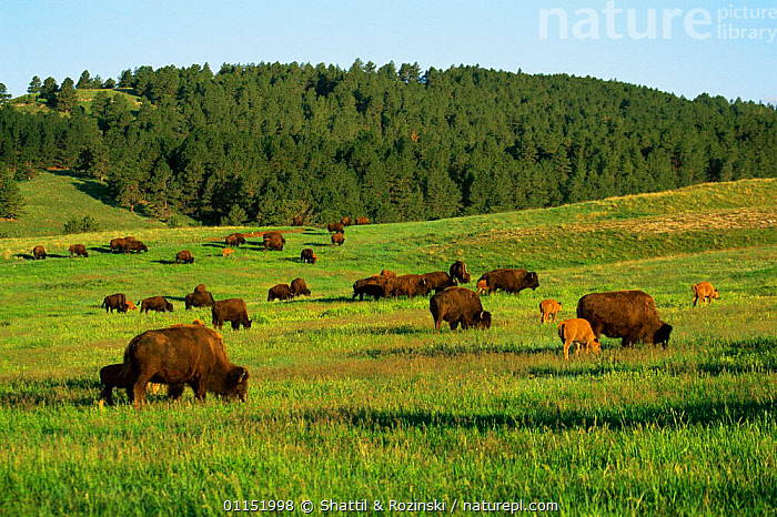 Stock photo of Bison herd {Bison bison} Custer State Park, South Dakota ...