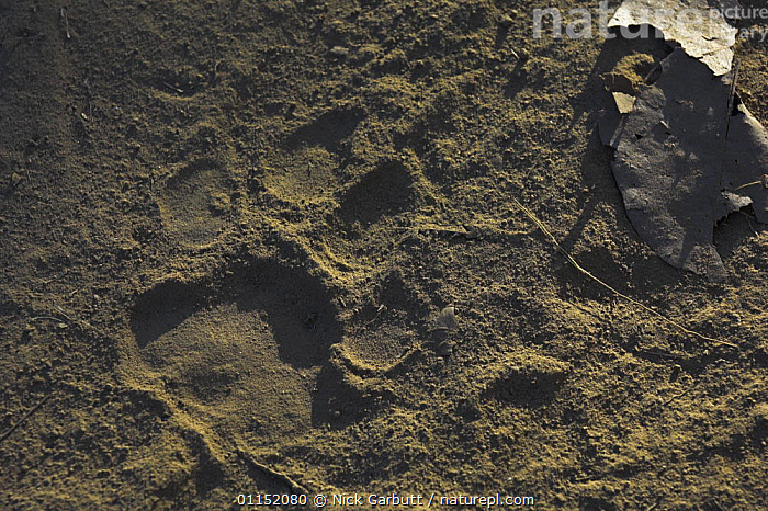 Stock photo of Pug / Paw mark of female Bengal Tiger {Panthera tigris ...