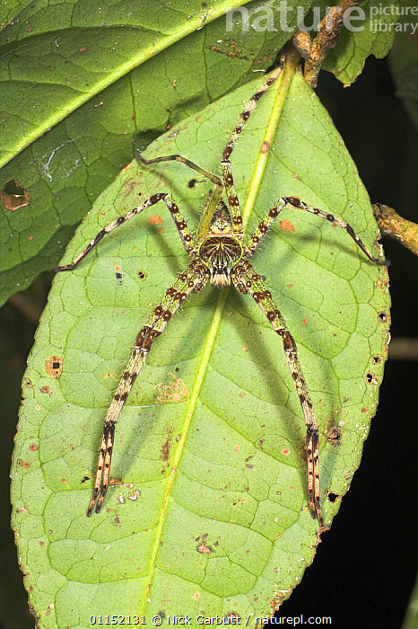 Giant Huntsman Spider Pictures Horrifying Photo Of Huntsman Spider
