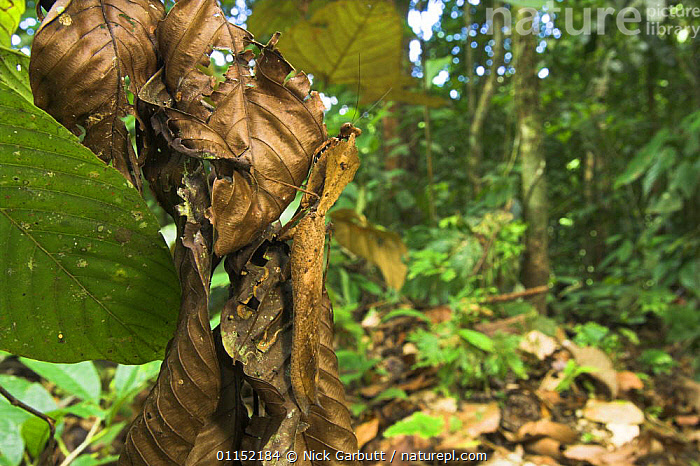 Stock photo of Dead leaf Mimic Mantis {Deroplatys dessicata} lying in ...