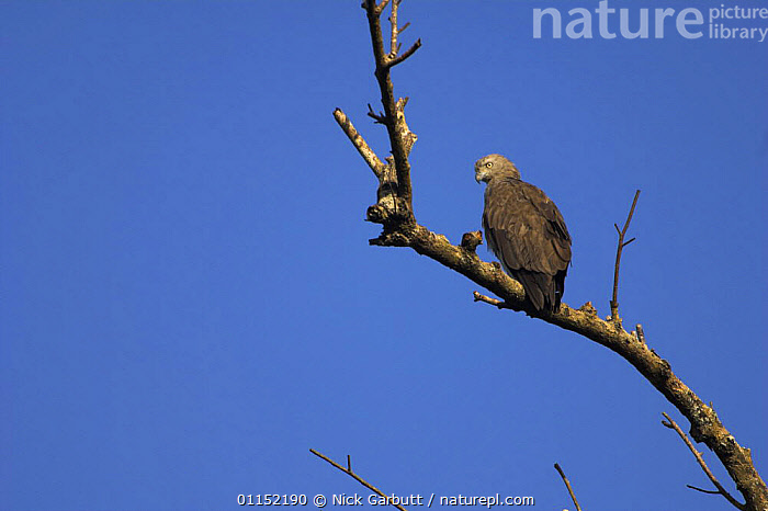 Stock photo of Lesser Fish Eagle {Ichthyophaga humilis} rear-view ...