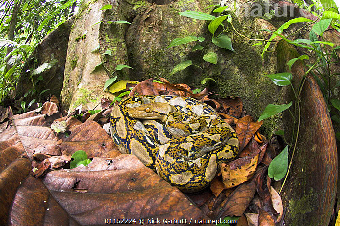 Stock photo of Reticulated Python {Python reticulatus} lying on leaf ...