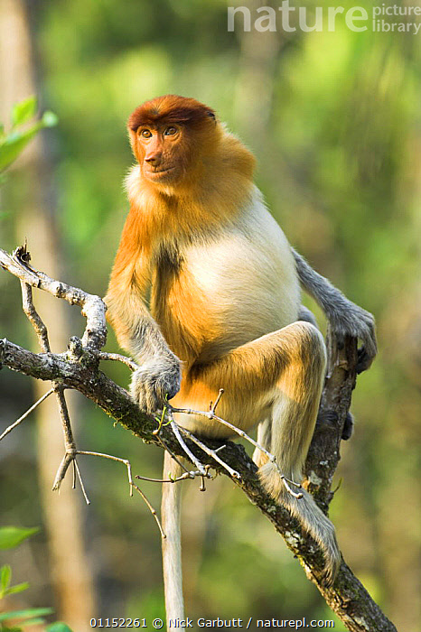 Stock photo of Female Proboscis Monkey {Nasalis larvatus} sitting on ...
