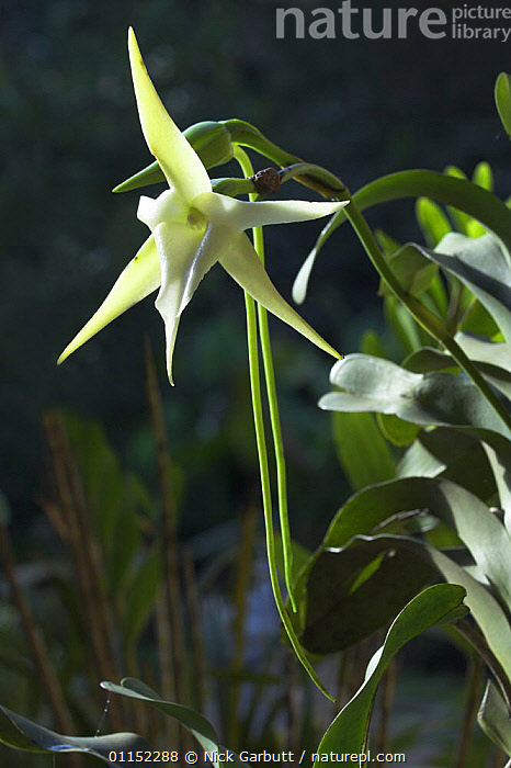 Stock photo of Giant comet orchid {Angraecum sequipedale} eastern ...