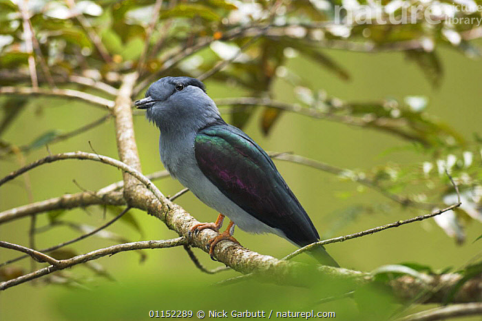 Stock photo of Cuckoo Roller / Coural {Leptosomus discolor} Male in ...
