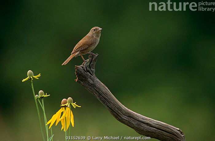 Stock photo of House wren {Troglodytes aedon} USA. Available for sale ...