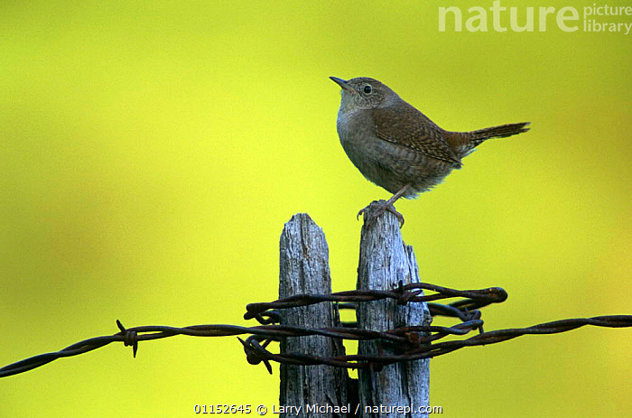 Stock photo of House wren {Troglodytes aedon} USA. Available for sale ...