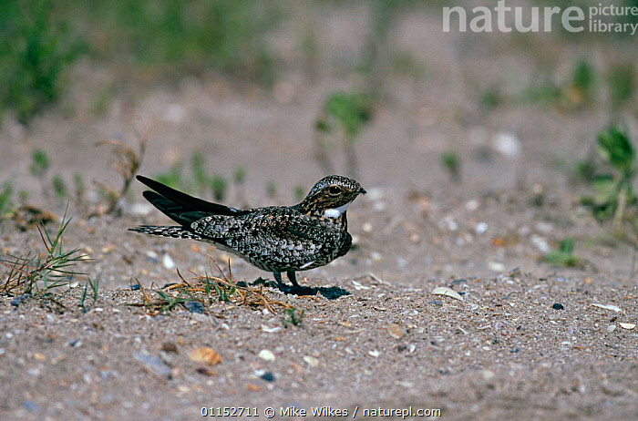 Stock photo of Common nighthawk {Chordeiles minor} Texas, UK. Available ...
