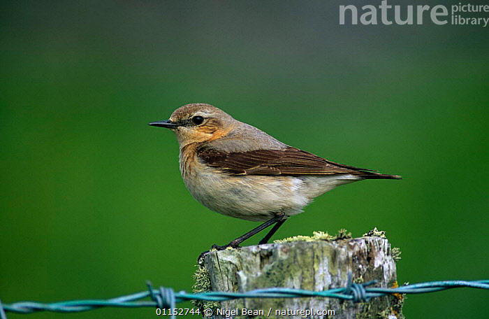 Stock photo of Wheatear {Oenanthe oenanthe} female, Shetland Is ...