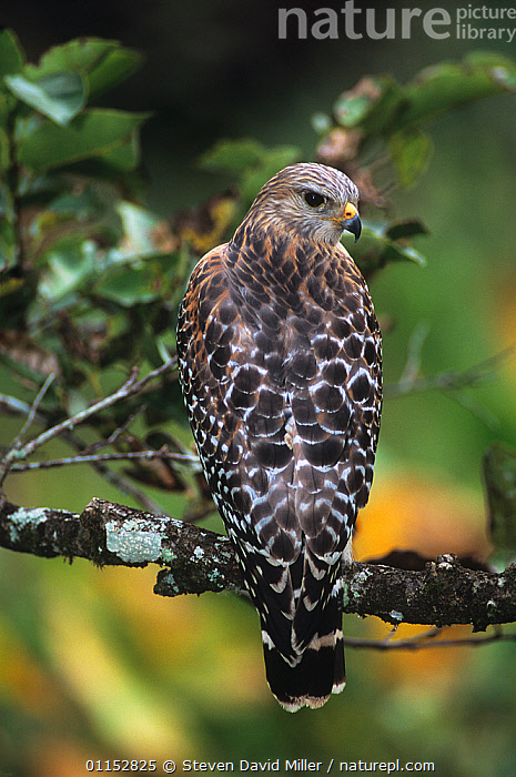 Stock photo of Red-shouldered hawk {Buteo lineatus} Pale Florida form ...