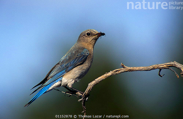 Stock photo of Mountain bluebird {Sialia currucoides} female, USA ...