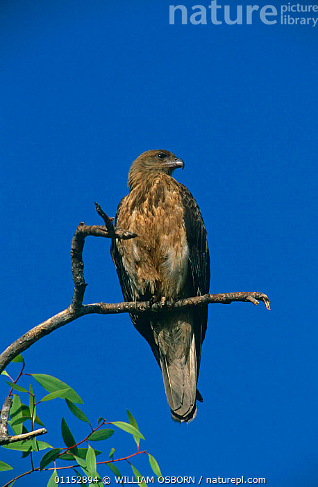 Stock photo of Little eagle {Hieraaetus morphnoides} Kakadu NP ...
