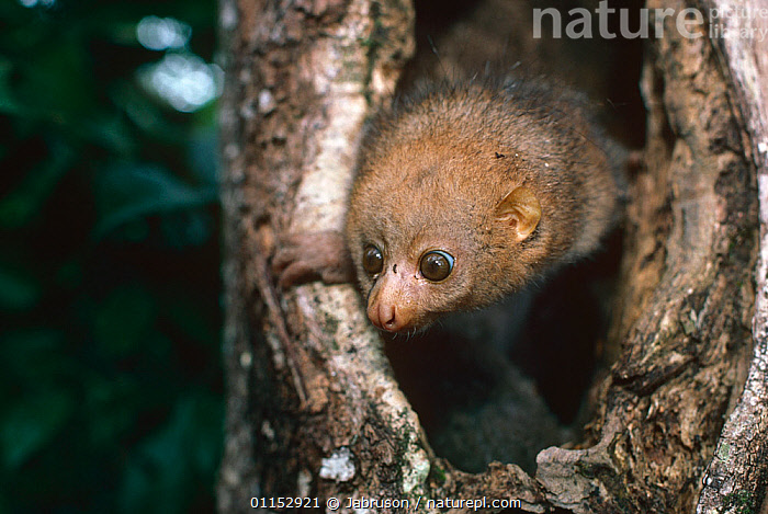Stock photo of Potto {Perodicticus potto ibeanus} emerging from day ...