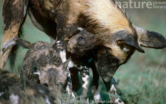 Stock photo of African hunting dog with young {Lycaon pictus} Serengeti ...