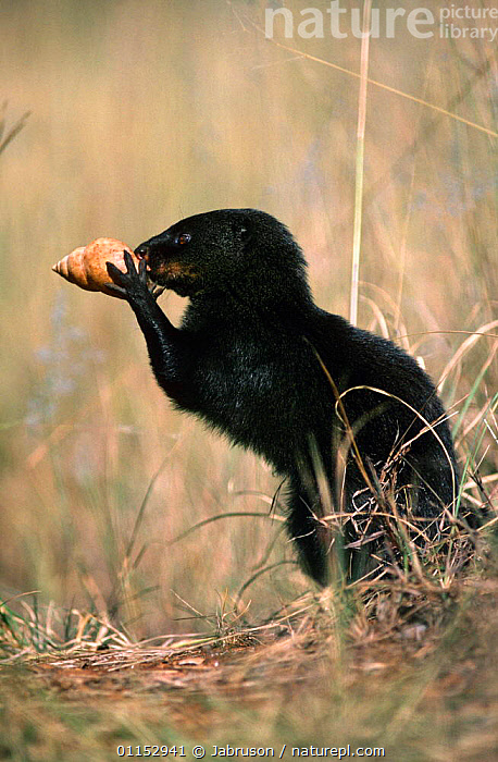 Marsh Mongoose