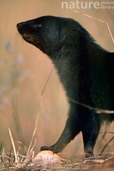 Stock photo of Marsh mongoose {Atilax paludinosus} eating Snail in ...
