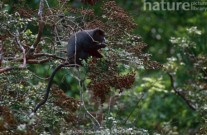 Stock photo of White / putty nosed monkey {Cercopithecus nictitans ...
