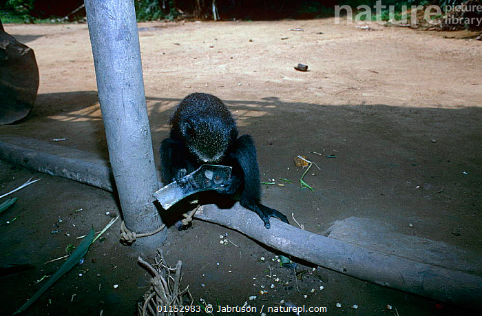 Stock photo of White / putty nosed monkey {Cercopithecus nictitans ...