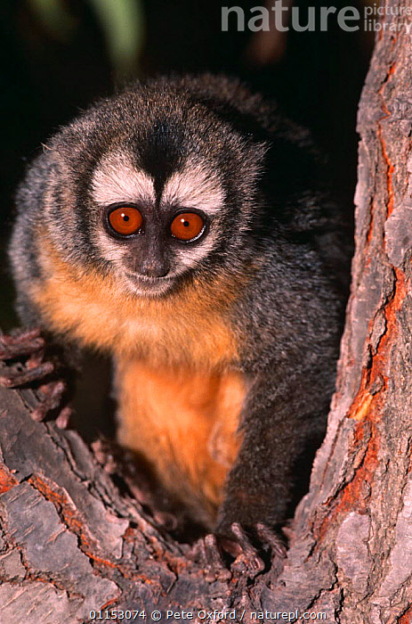 Stock photo of Southern red necked night monkey {Aotus nigriceps ...