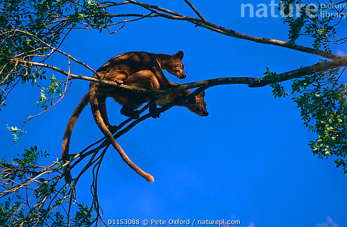 Stock photo of Fossa {Cryptoprocta ferox} pair mating in tree, western ...
