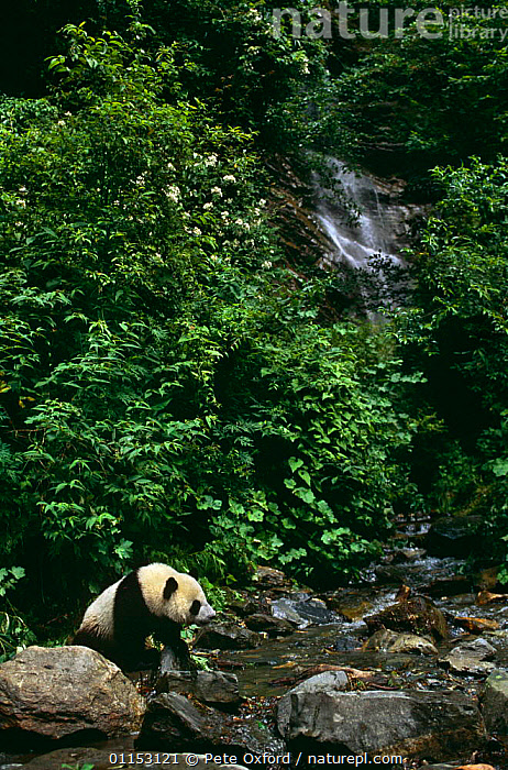 Stock photo of Giant panda {Ailuropoda melanoleuca} in natural habitat ...