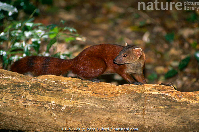 Stock photo of Ring tailed mongoose {Galidia elegans} Ankarana special ...